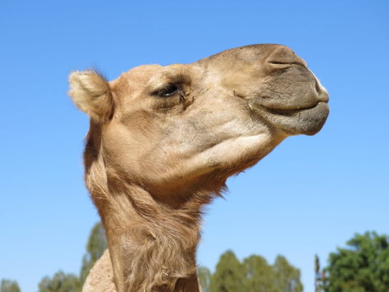 15 Best Things to Do in Muswellbrook (Australia) - The Crazy Tourist