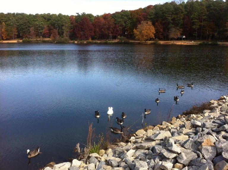 15 Best Things to Do in Brookhaven (GA) - The Crazy Tourist