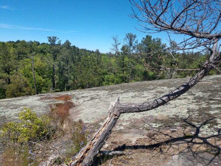 15 Best Things to Do in Forest Park (GA) - The Crazy Tourist