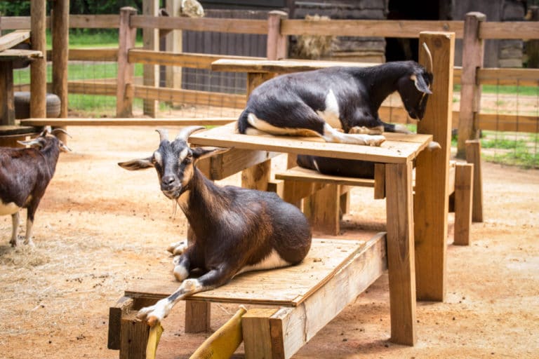 15 Best Things to Do in Albany (GA) - The Crazy Tourist