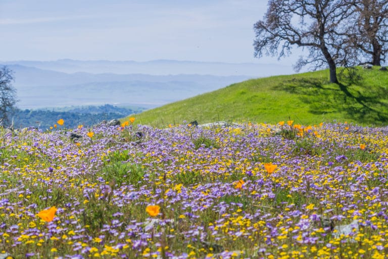 15 Best Things to Do in Gilroy (CA) - The Crazy Tourist