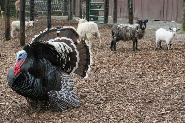 15 Best Things to Do in Canton (GA) - The Crazy Tourist