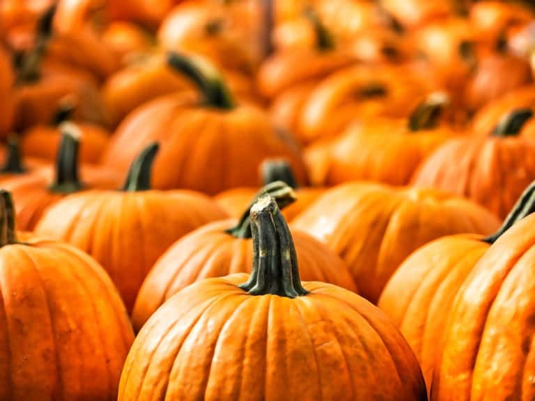 15 Best Things to Do in Beech Grove (Indiana) - The Crazy Tourist