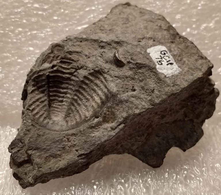 15 Best Things to Do in Milledgeville (GA) - The Crazy Tourist