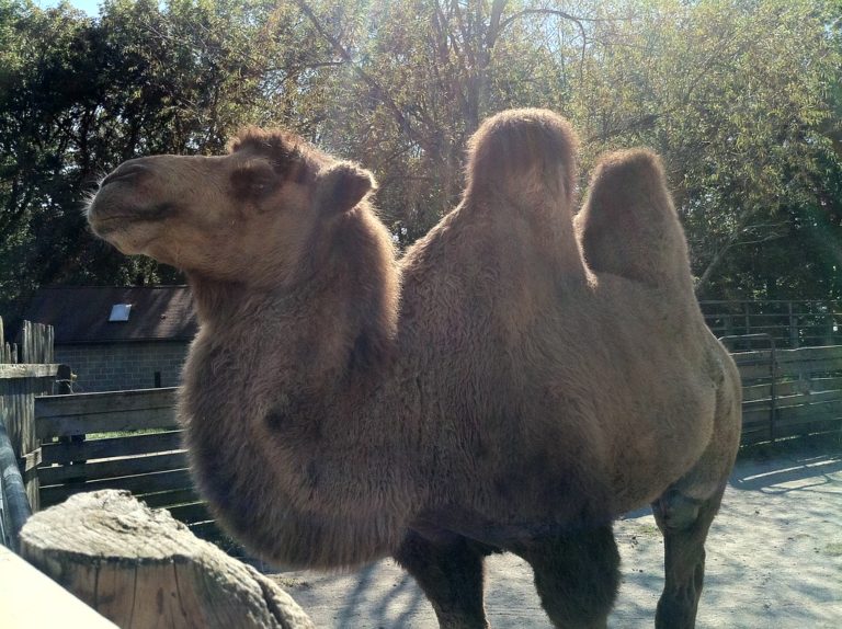 15 Best Things to Do in Decatur (IL) - The Crazy Tourist