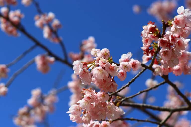 15 Best Things to Do in Saga Prefecture (Japan) - The Crazy Tourist