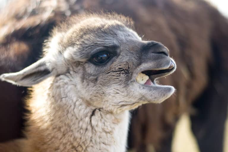 15 Best Things to Do in Lafayette (IN) - The Crazy Tourist