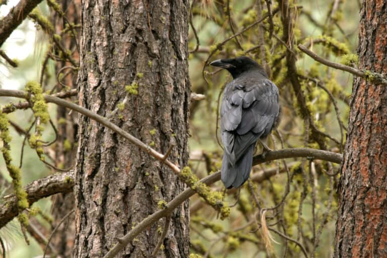 15 Best Day Trips from Spokane - The Crazy Tourist