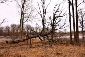 15 Best Things to Do in North Chicago (IL) - The Crazy Tourist