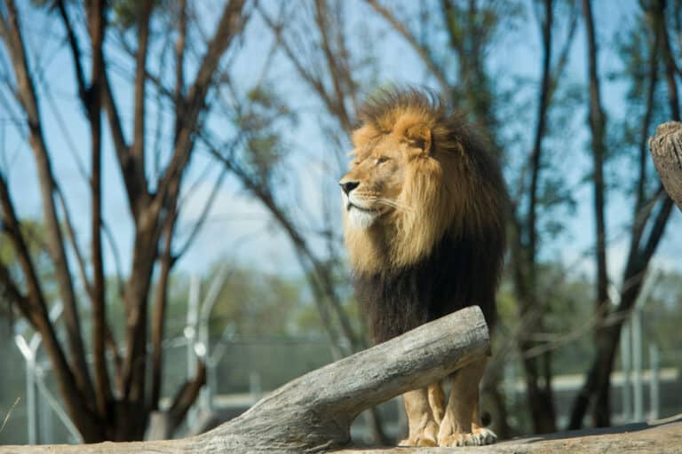 15 Best Things to Do in Dubbo (Australia) - The Crazy Tourist