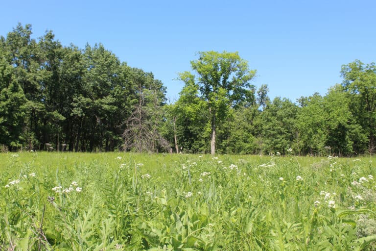 15 Best Things to Do in Niles (IL) - The Crazy Tourist