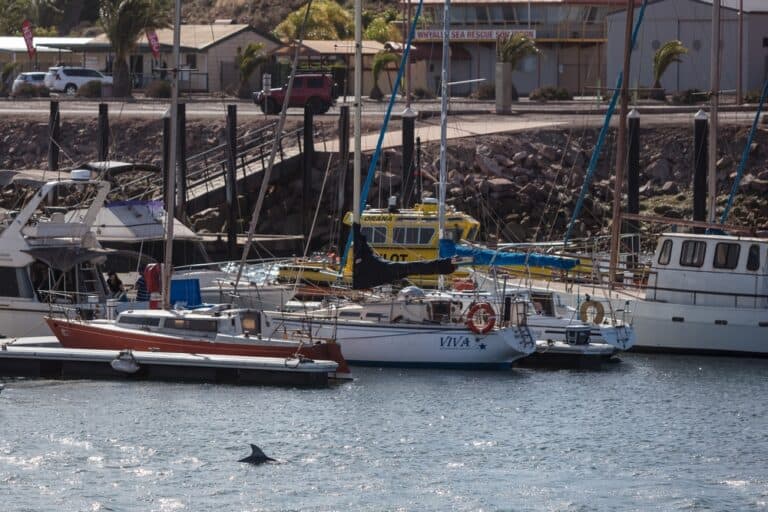 15 Best Things to Do in Whyalla (Australia) - The Crazy Tourist