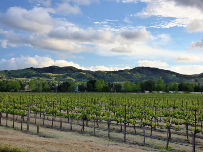15 Best Things to Do in Livermore (CA) - The Crazy Tourist