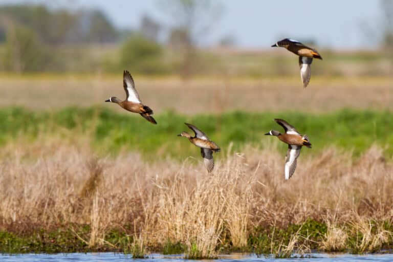 15 Best Things to Do in Huntley (IL) - The Crazy Tourist