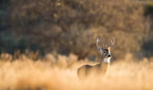 15 Best Things to Do in Waterloo (Iowa) - The Crazy Tourist