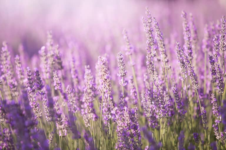 15 Best Things to Do in La Porte (Indiana) - The Crazy Tourist