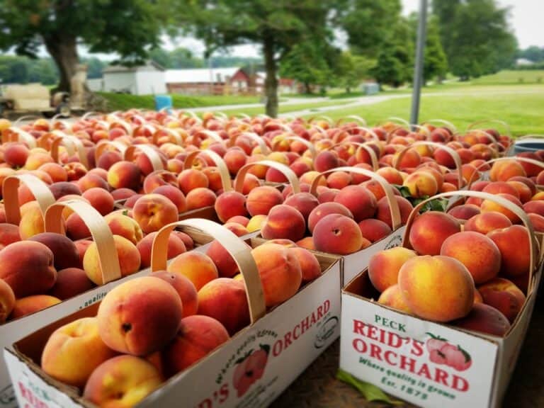 15 Best Things to Do in Owensboro (KY) - The Crazy Tourist