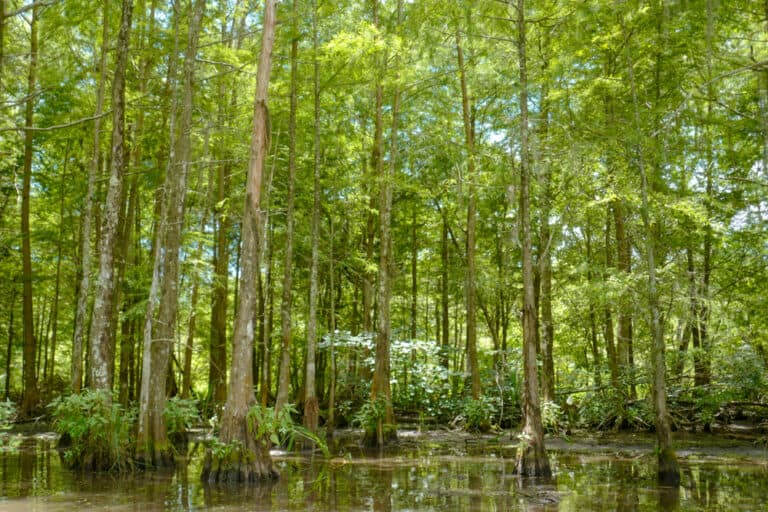 15 Best Things to Do in Slidell (LA) - The Crazy Tourist