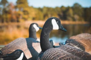 15 Best Things to Do in Easton (MD) - The Crazy Tourist