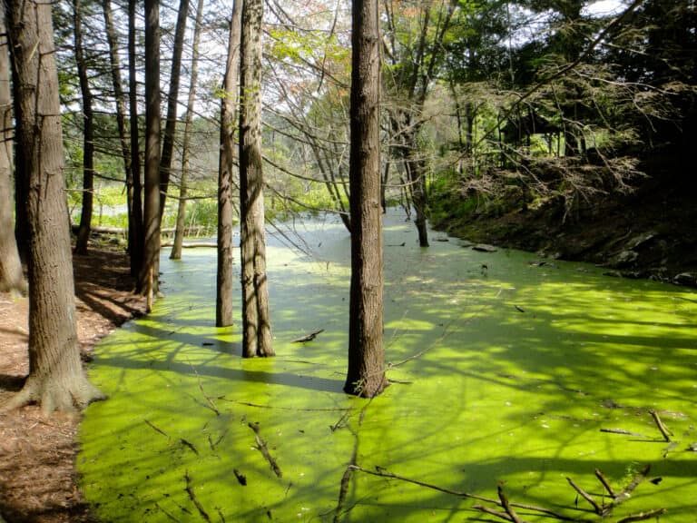 15 Best Things to Do in Natick (MA) - The Crazy Tourist