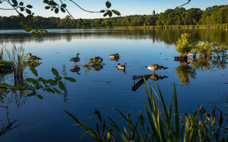 15 Best Things to Do in Needham (MA) - The Crazy Tourist