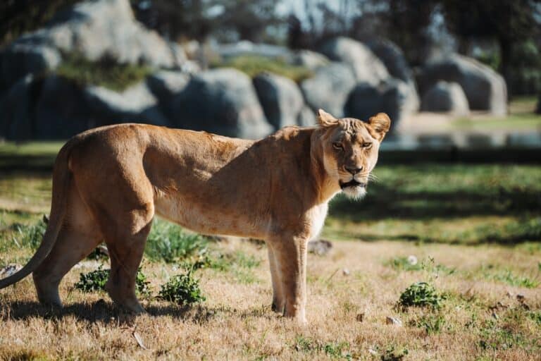 25 Best Things to Do in Fresno (CA) - The Crazy Tourist