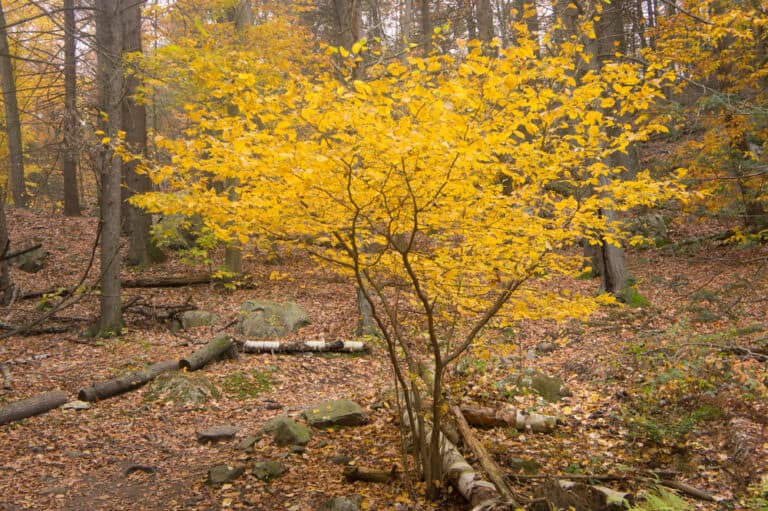 15 Best Things to Do in Dedham (MA) - The Crazy Tourist