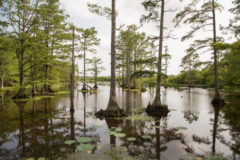 21 Most Beautiful Places to Visit in Mississippi - The Crazy Tourist