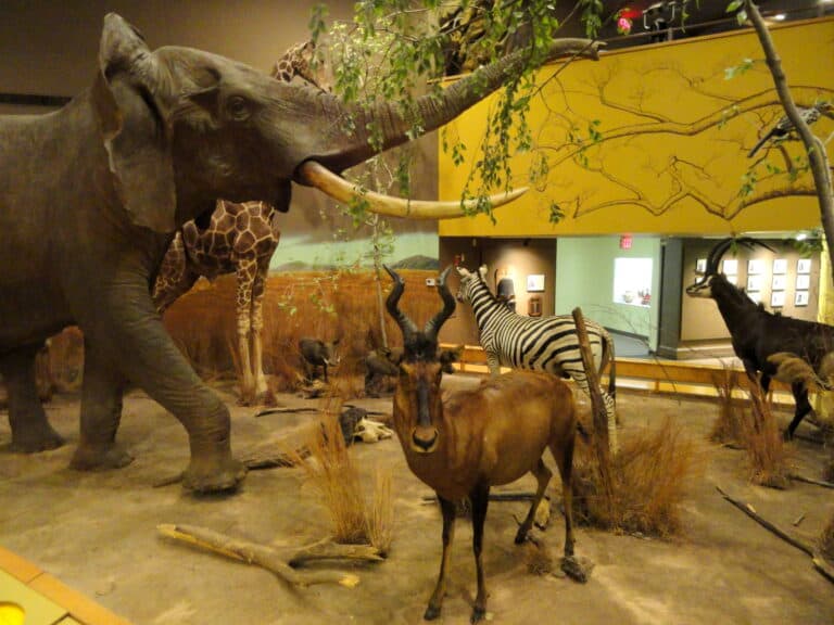 15 Best Things to Do in Springfield (MA) - The Crazy Tourist