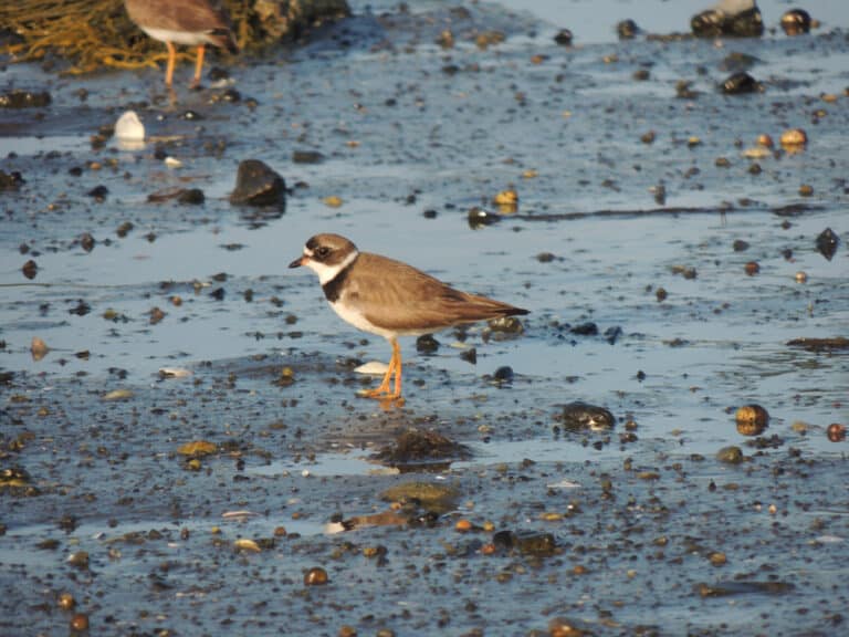 15 Best Things to Do in Marblehead (MA) - The Crazy Tourist