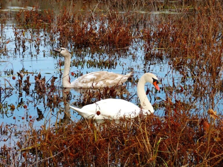 15 Best Things to Do in Longmeadow (MA) - The Crazy Tourist